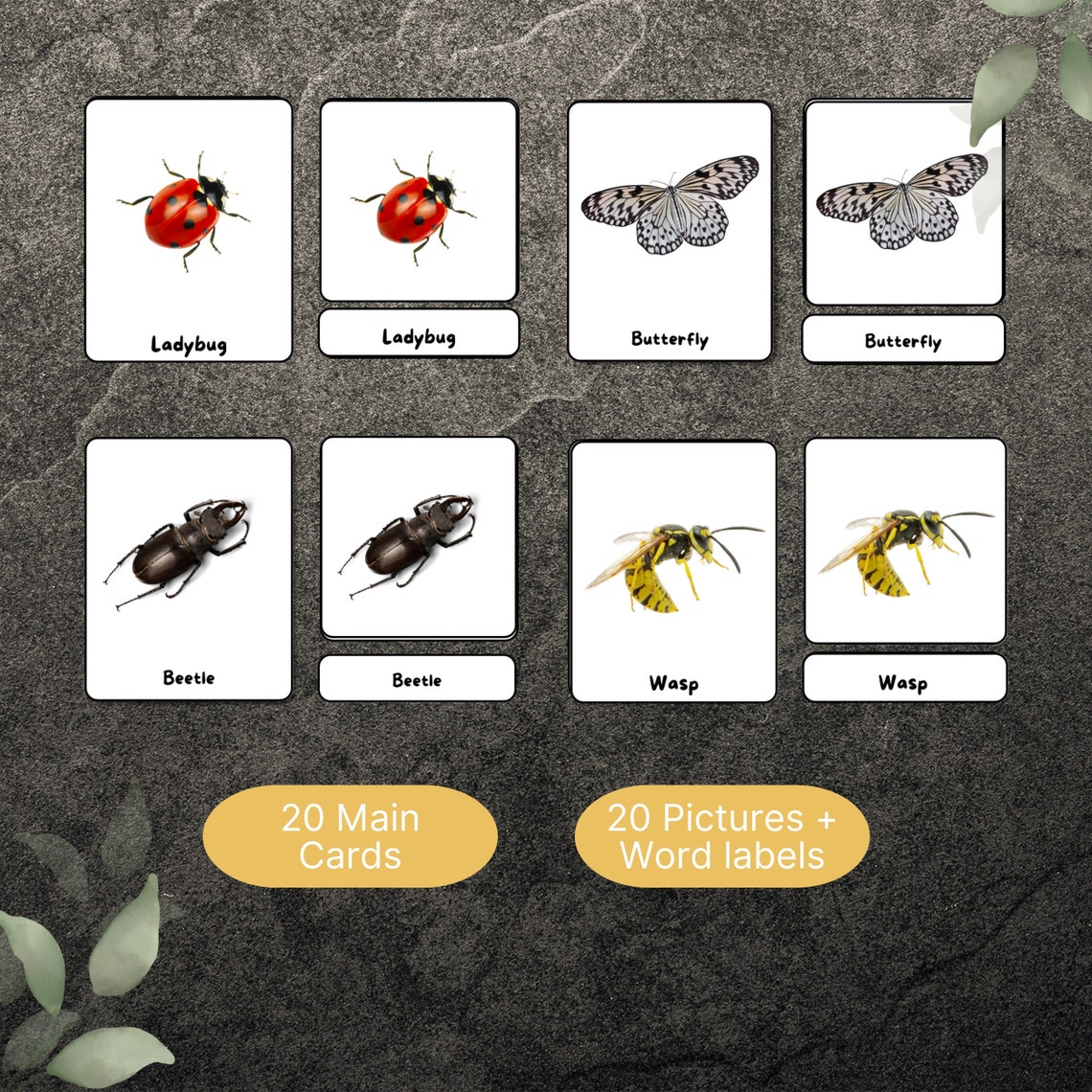 Learning INSECTS in English -20 Real Pictures - Montessori Cards ...