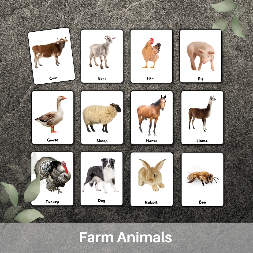Learning FARM ANIMALS in English - 20 Real Pictures - Montessori Cards ...