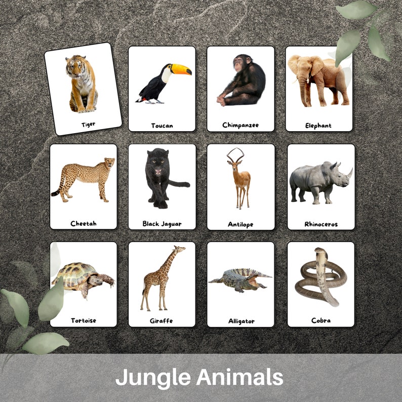 Learning JUNGLE ANIMALS in English - 20 Real Pictures - Montessori ...