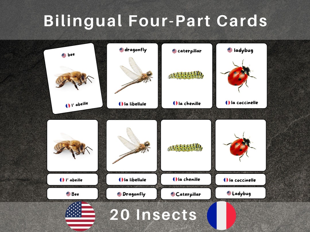 INSECTS Flashcards - English - French Vocabulary -20 Real Pictures- 4 ...