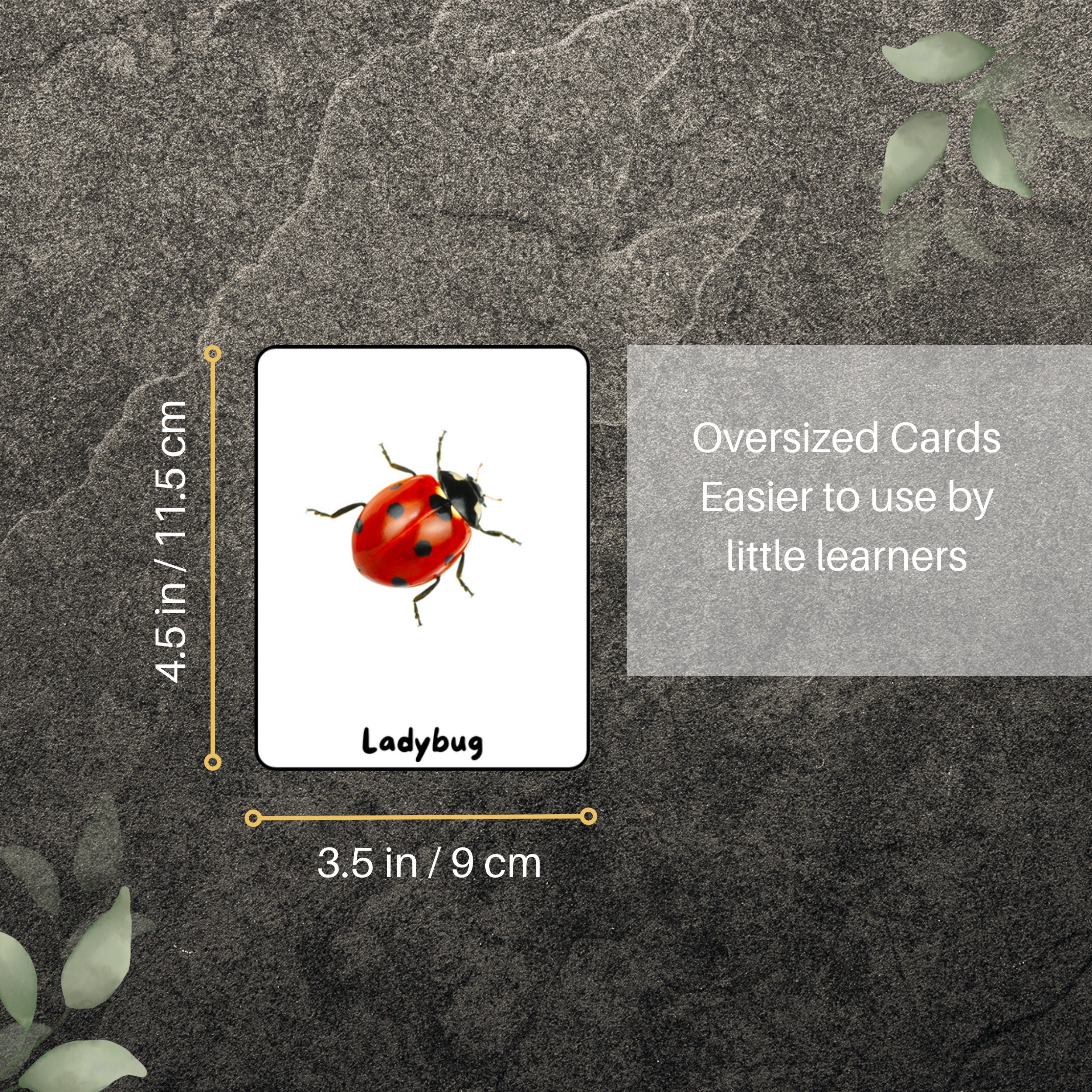 Learning INSECTS in English -20 Real Pictures - Montessori Cards ...