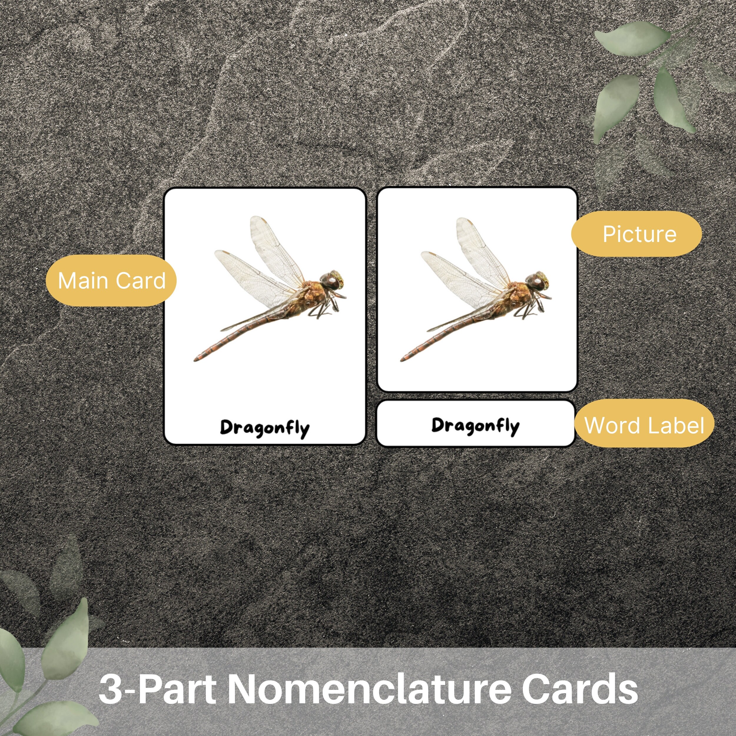 Learning INSECTS in English -20 Real Pictures - Montessori Cards ...