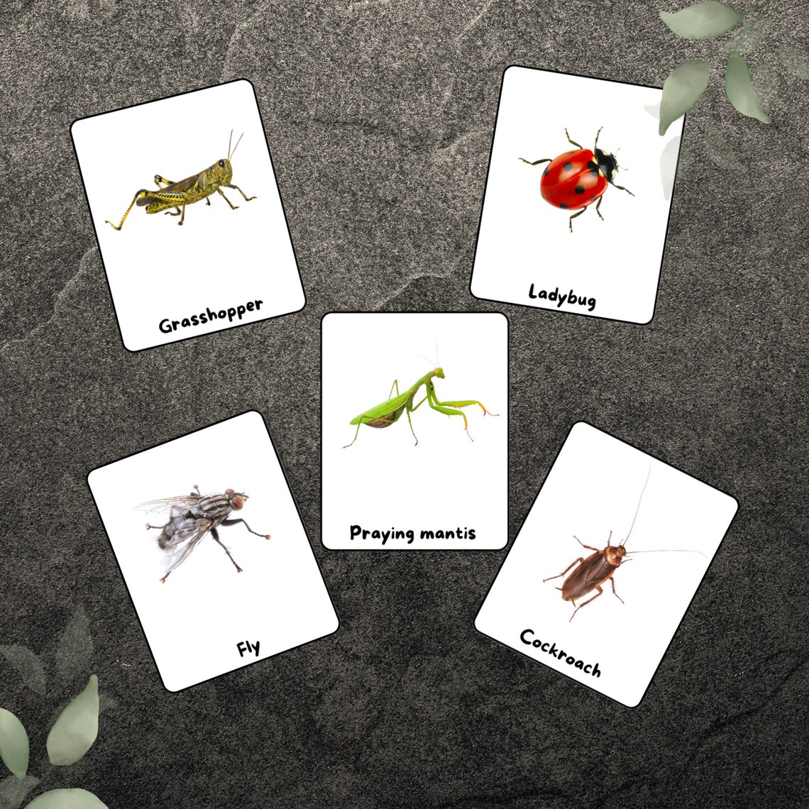 Learning INSECTS in English -20 Real Pictures - Montessori Cards ...