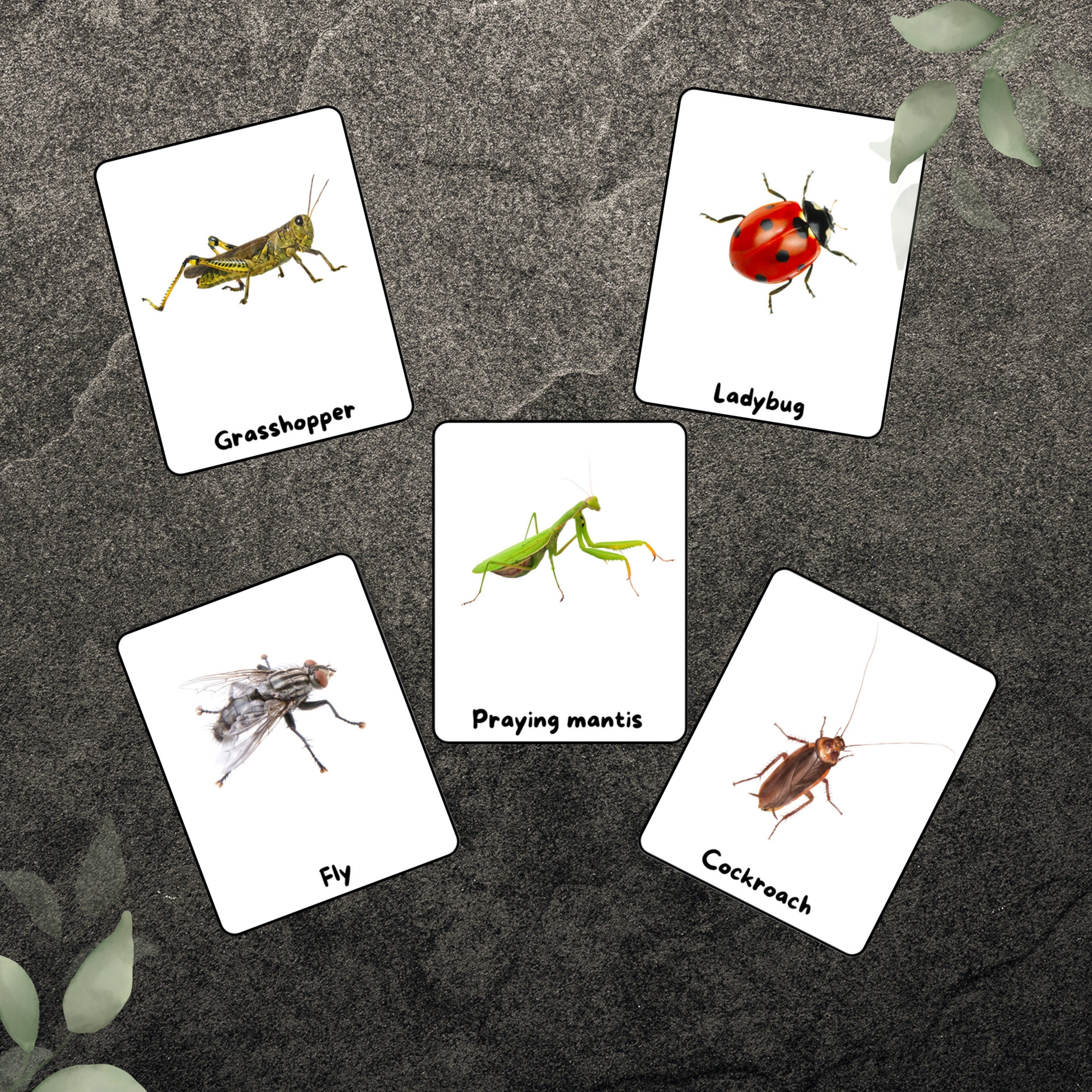 Learning INSECTS in English -20 Real Pictures - Montessori Cards ...