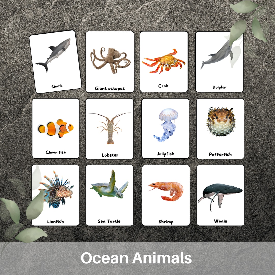 Ocean Animals Montessori Cards – Printable Nomenclature Flashcards (PDF ...