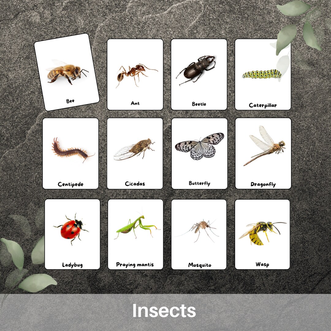 Learning INSECTS in English -20 Real Pictures - Montessori Cards ...