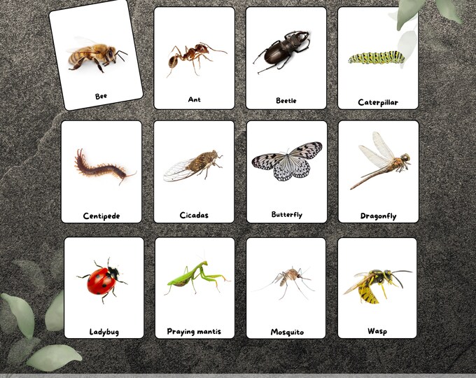 Learning INSECTS in English -20 Real Pictures - Montessori Cards ...
