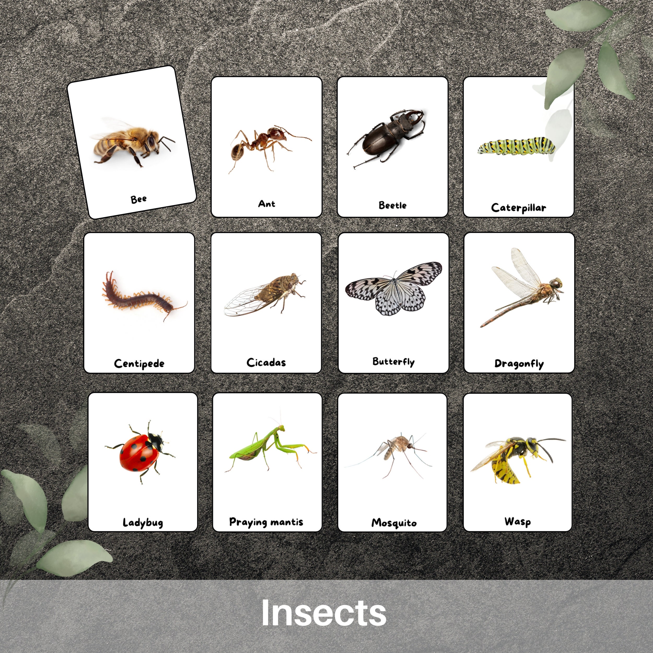 Learning INSECTS in English -20 Real Pictures - Montessori Cards ...