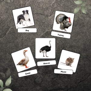 Learning FARM ANIMALS in English - 20 Real Pictures - Montessori Cards ...