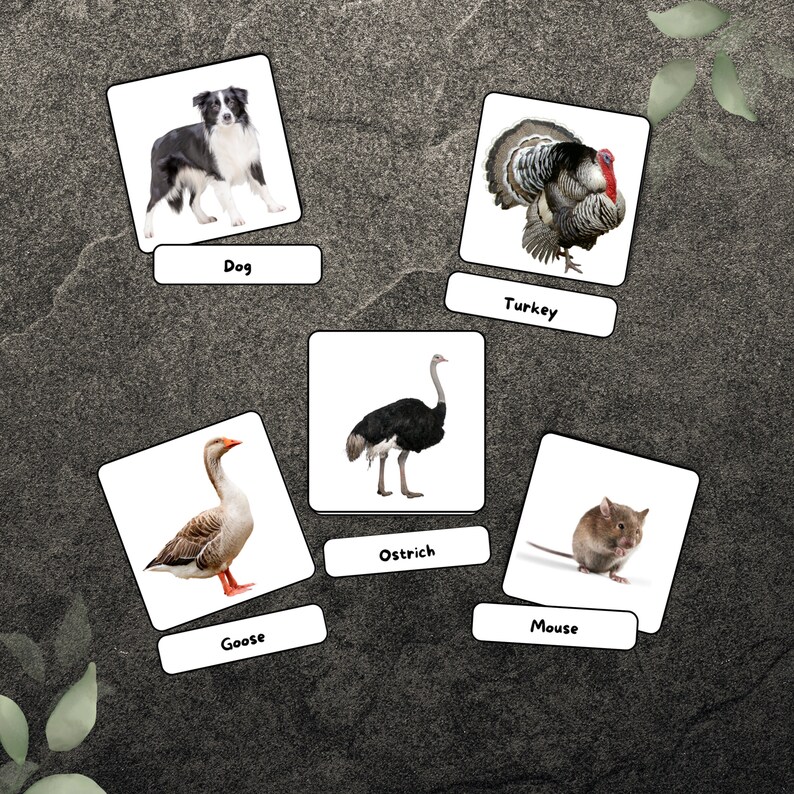 Learning FARM ANIMALS in English - 20 Real Pictures - Montessori Cards ...