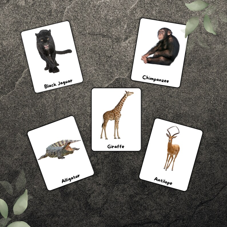 Learning JUNGLE ANIMALS in English - 20 Real Pictures - Montessori ...