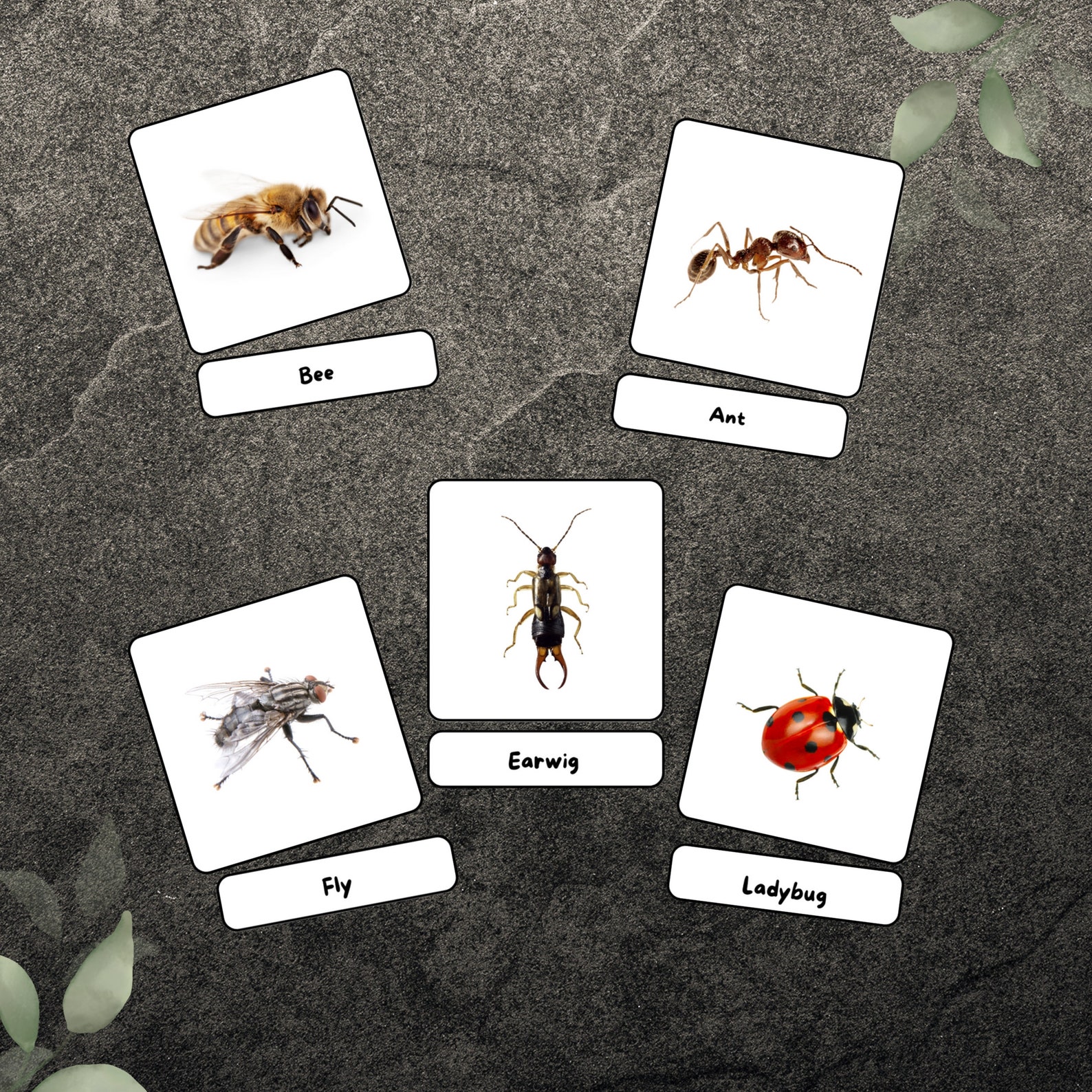 Learning INSECTS in English -20 Real Pictures - Montessori Cards ...