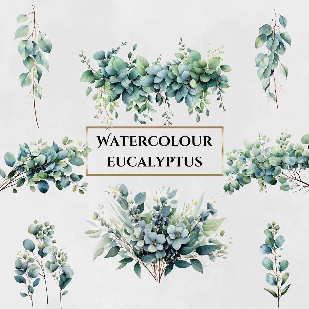 30 PNG Watercolour Eucalyptus Flower Clipart - Etsy
