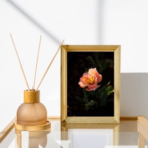 Orange Tulip| Nature Photography| Floral| Garden| Flower| Wall Art - Etsy