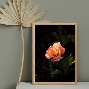 Orange Tulip| Nature Photography| Floral| Garden| Flower| Wall Art - Etsy