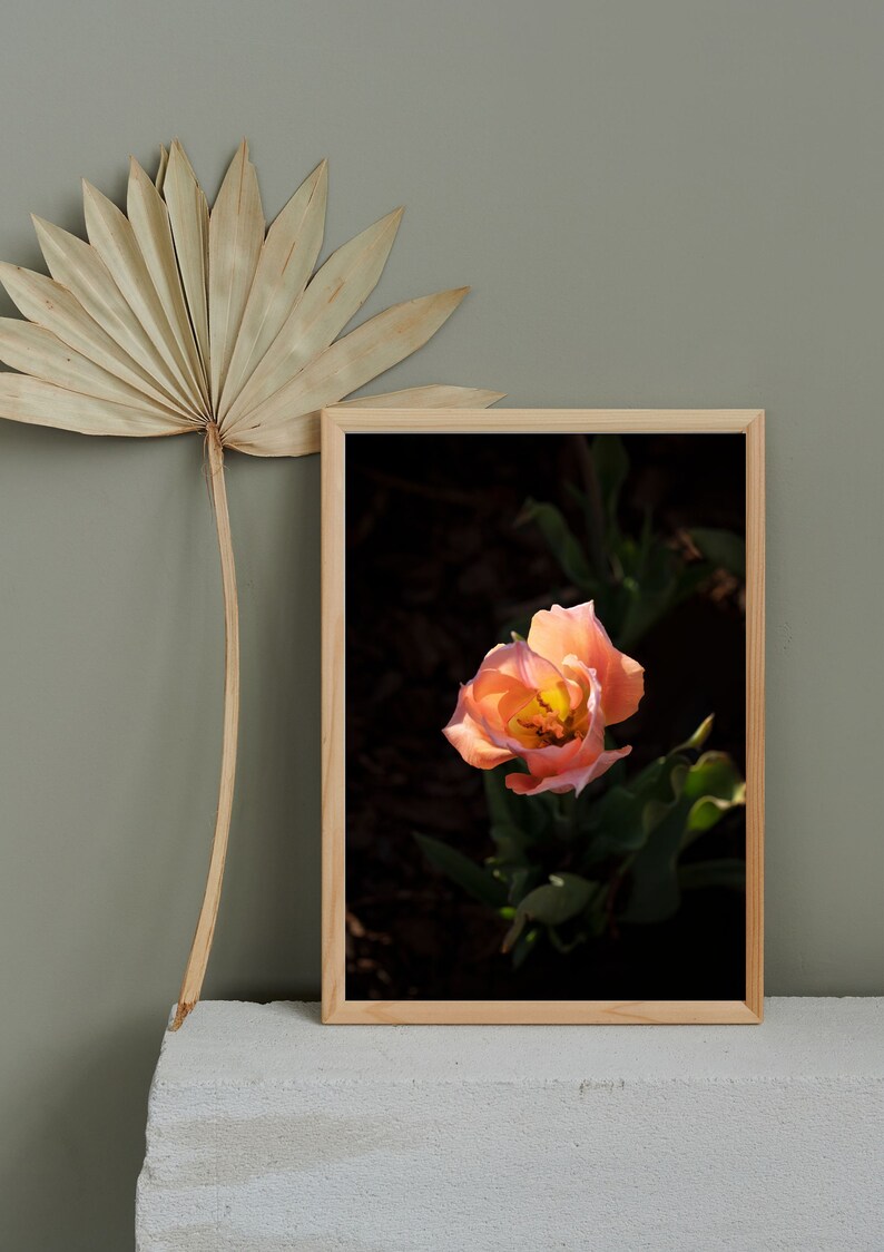 Orange Tulip| Nature Photography| Floral| Garden| Flower| Wall Art - Etsy