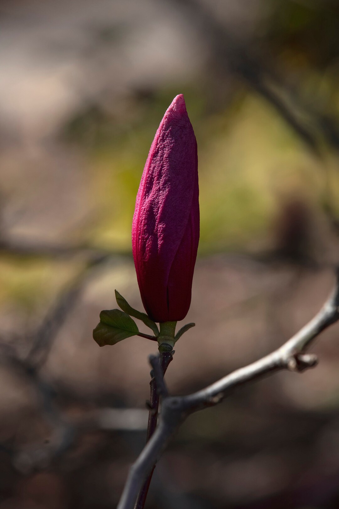 Magnolia Bloom Print| Nature Photography| Floral Image - Etsy
