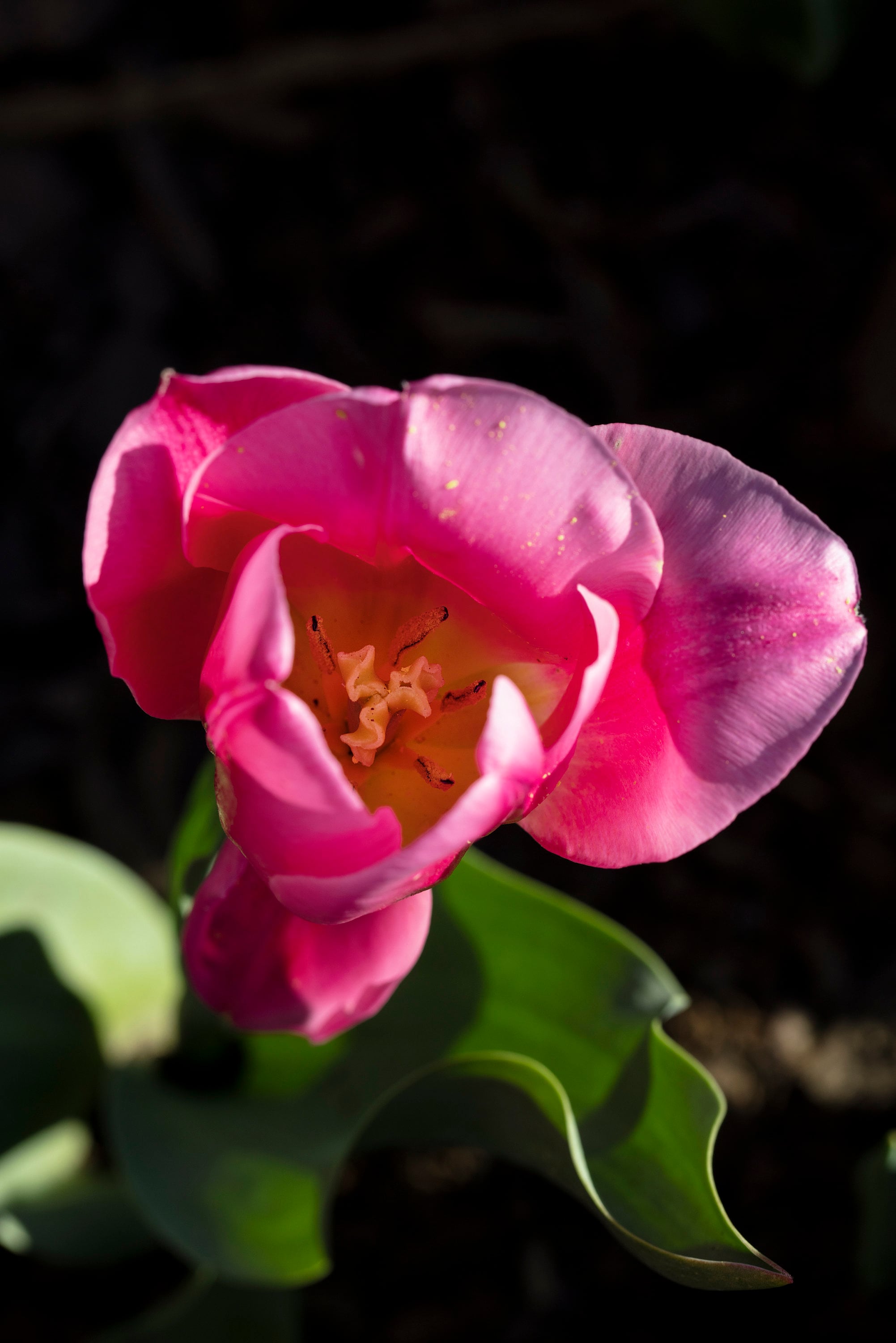 Pink Tulip Photograph| Wall Art| Home Decor| Flower - Etsy