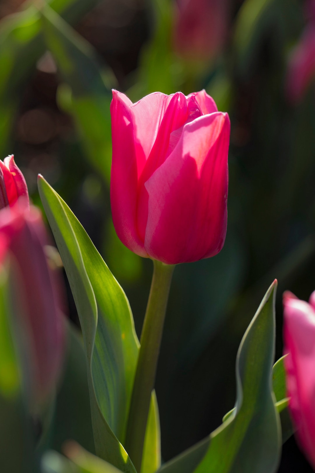 Pink Tulip Print| Flower| Nature| Photography| Flower Wall Art - Etsy