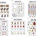 Animal Collection Worksheets for Preschool and Kindergarten - Etsy