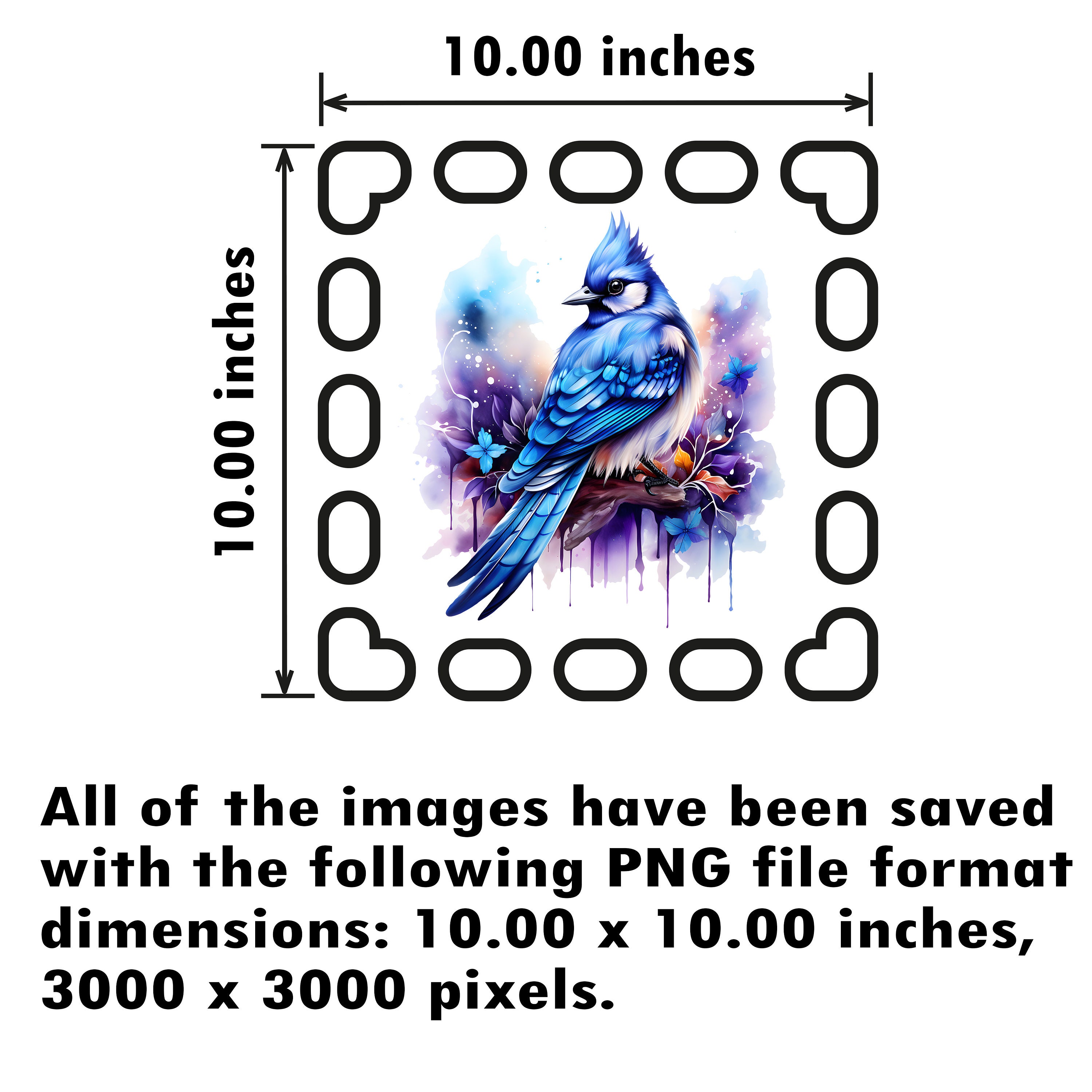 Watercolor Blue Jay Clipart, 10 300 DPI PNG Transparent Images, Cute ...