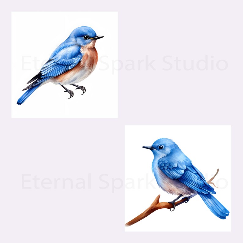 Watercolor Bluebird Clip Art, 10 High Quality (300 DPI) JPG Images With ...