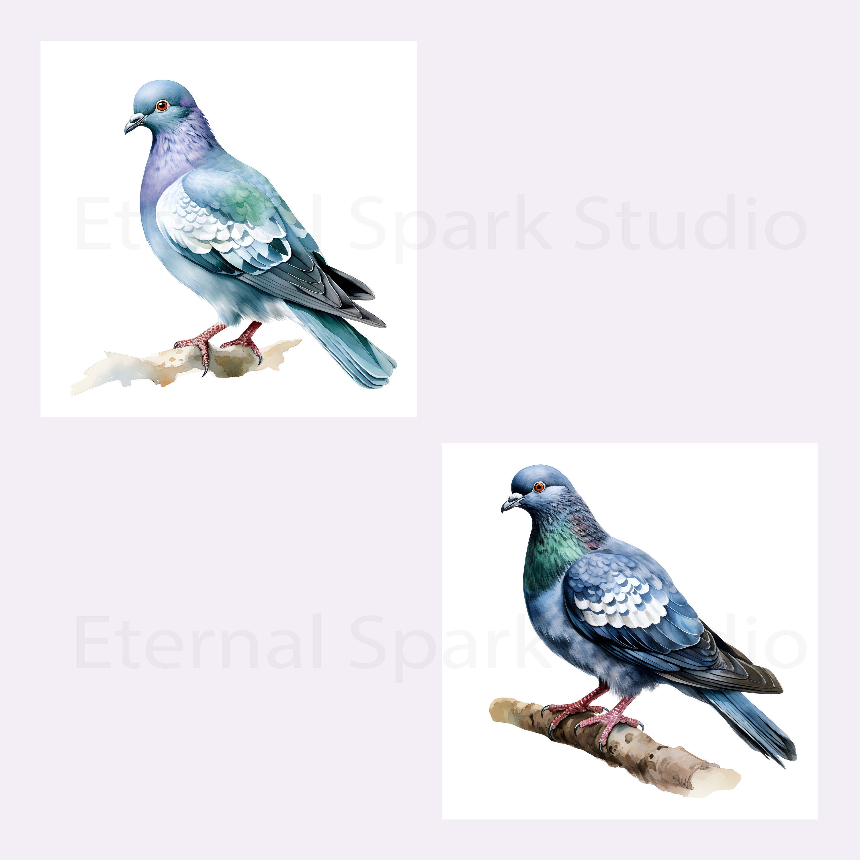 Watercolor Pigeon Clip Art, 10 High Quality (300 DPI) JPG Images With ...
