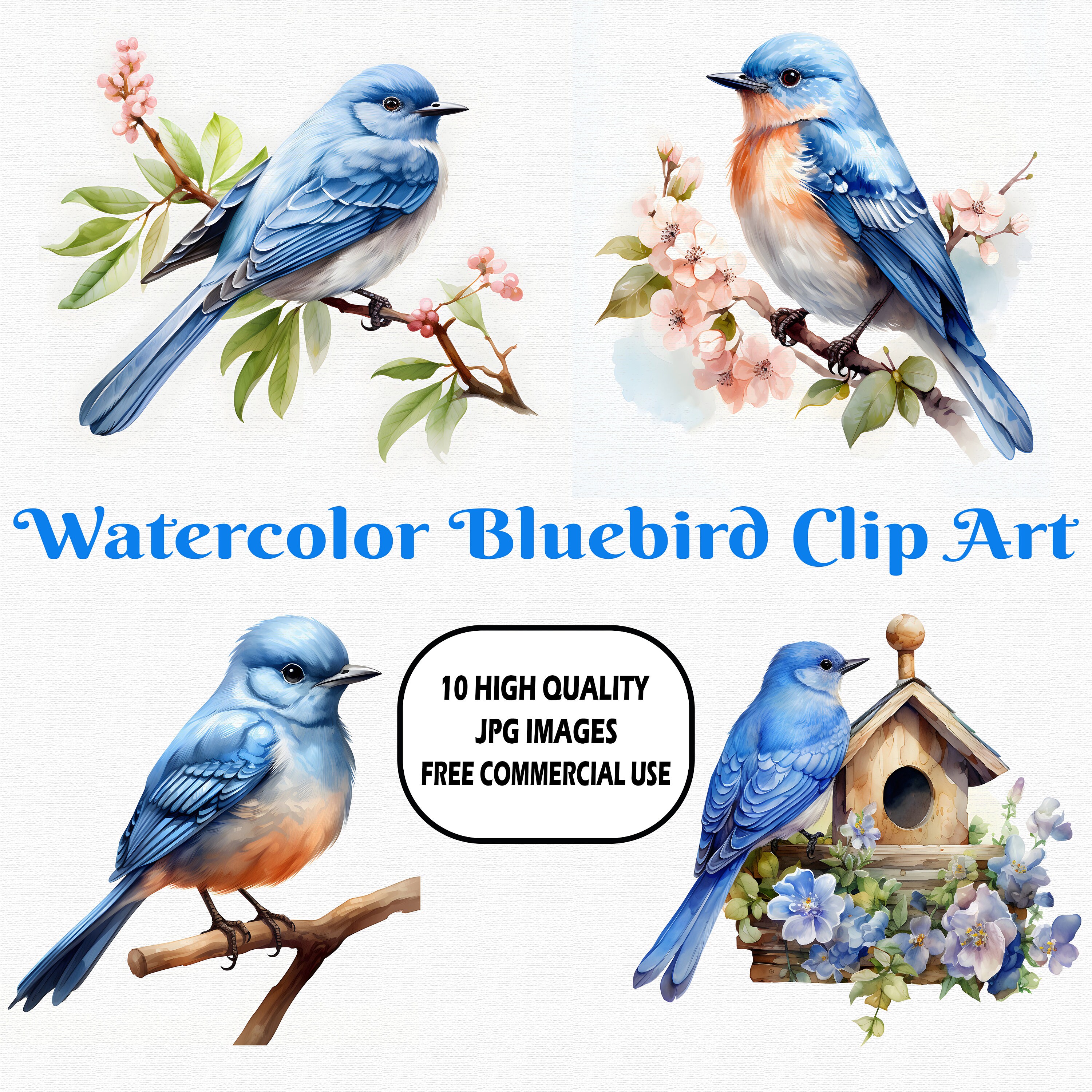 Watercolor Bluebird Clip Art, 10 High Quality (300 DPI) JPG Images With ...