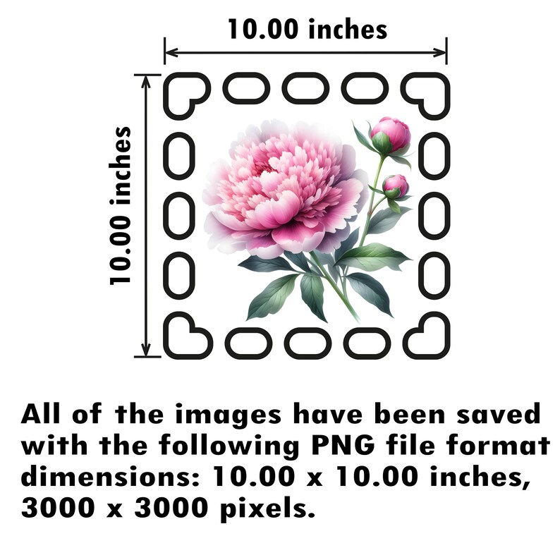 Watercolor Pink Peony Clipart, 30 HQ (300 DPI) Png Images, Peony Bundle ...