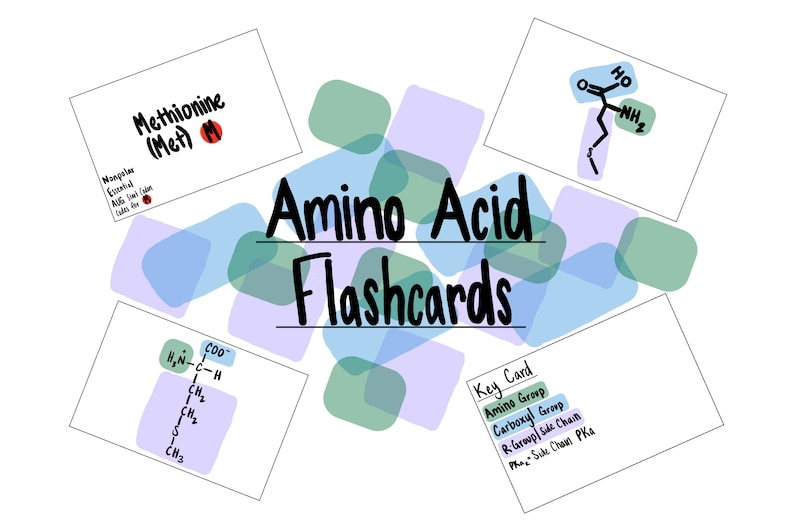 Amino Acid Flashcards Digital File - Etsy