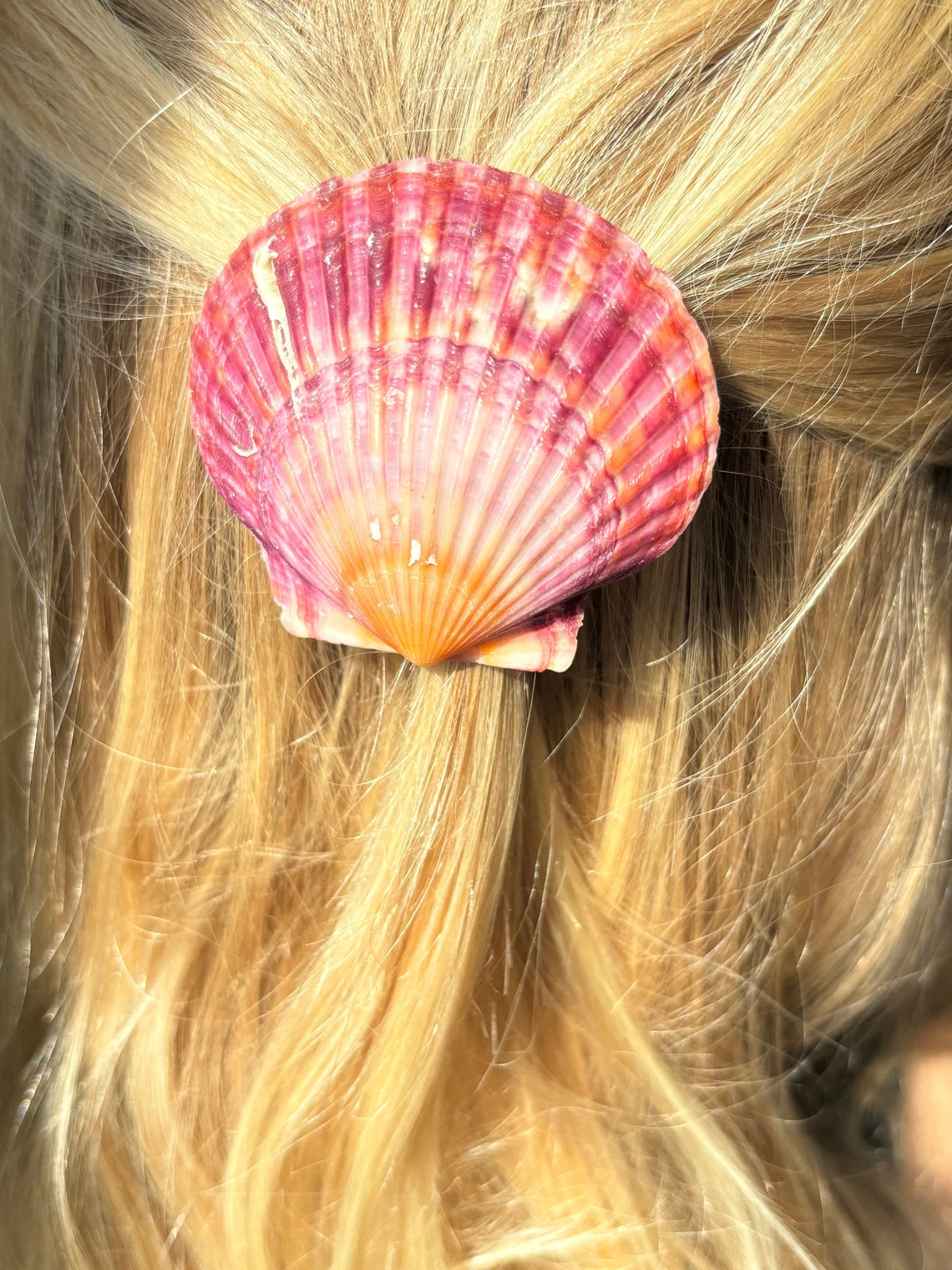 Small Shell Clip - Etsy