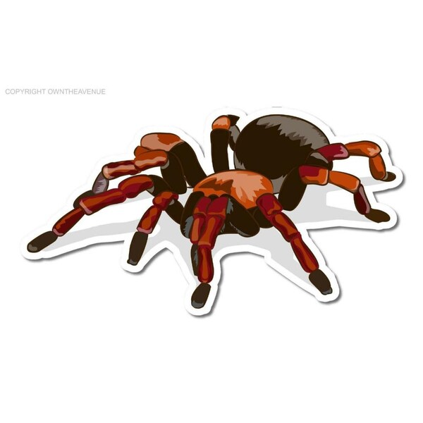 Tarantula - Etsy
