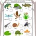 Scavenger Hunt for Kids Pond Animal and Plant Life Summer Camping ...