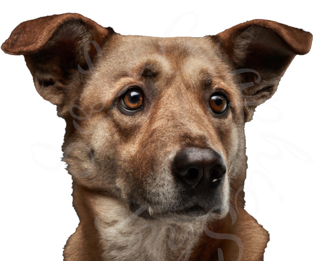 Real Dog Portrait PNG Bundle, Pack of 5, High Resolution Mixed Breed ...