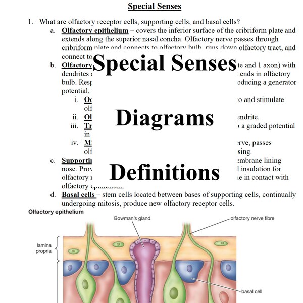 Special Senses Anatomy - Etsy