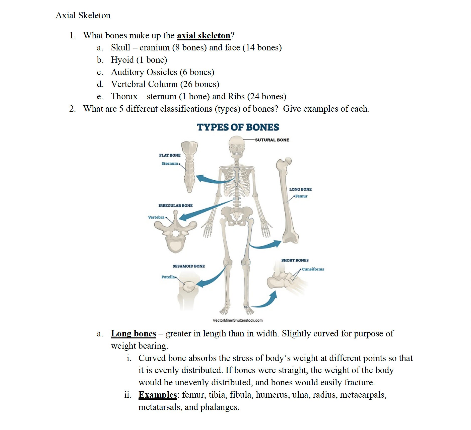 Axial Skeleton Skull Worksheet