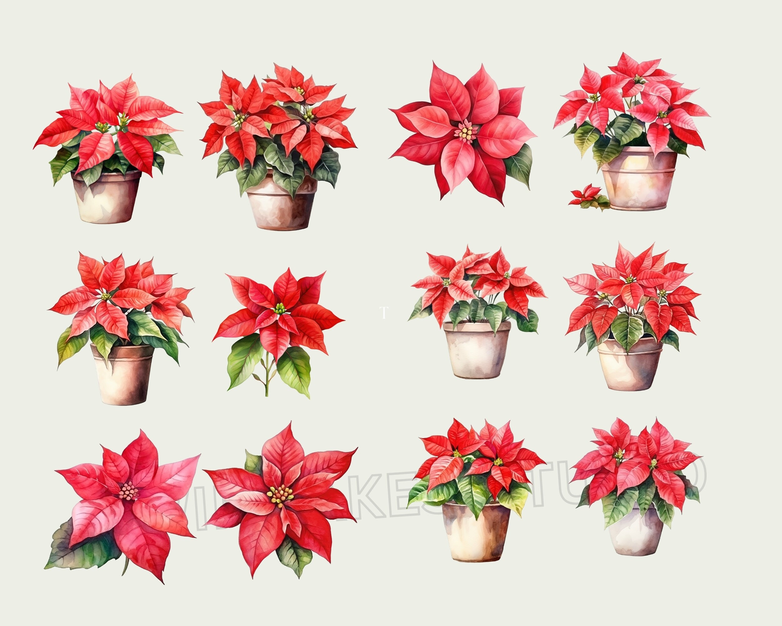Watercolor Christmas Border Poinsettia Clipart Poinsettia Plants ...