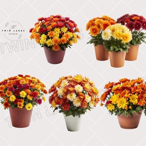 Fall Mums Clipart, Gourds, Thanksgiving Flowers, Commercial Use ...