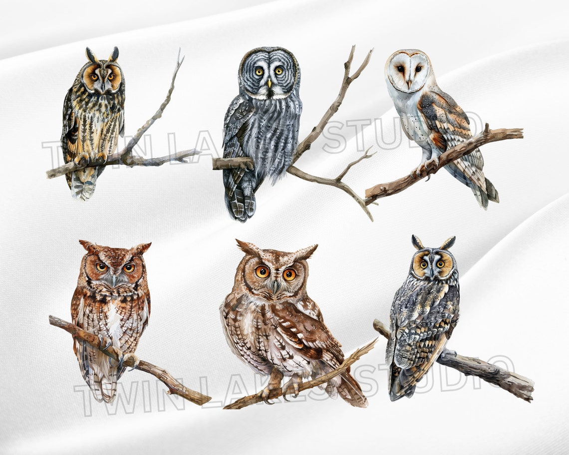 Watercolor Owls | Clipart | Digital Download | Commercial Use - Etsy