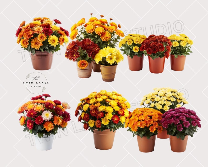 Fall Mums Clipart, Gourds, Thanksgiving Flowers, Commercial Use ...