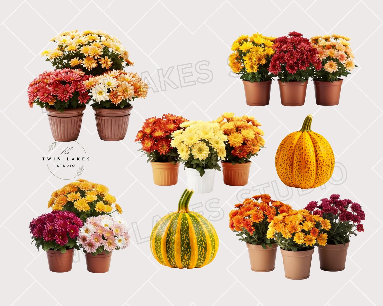 Fall Mums Clipart, Gourds, Thanksgiving Flowers, Commercial Use ...