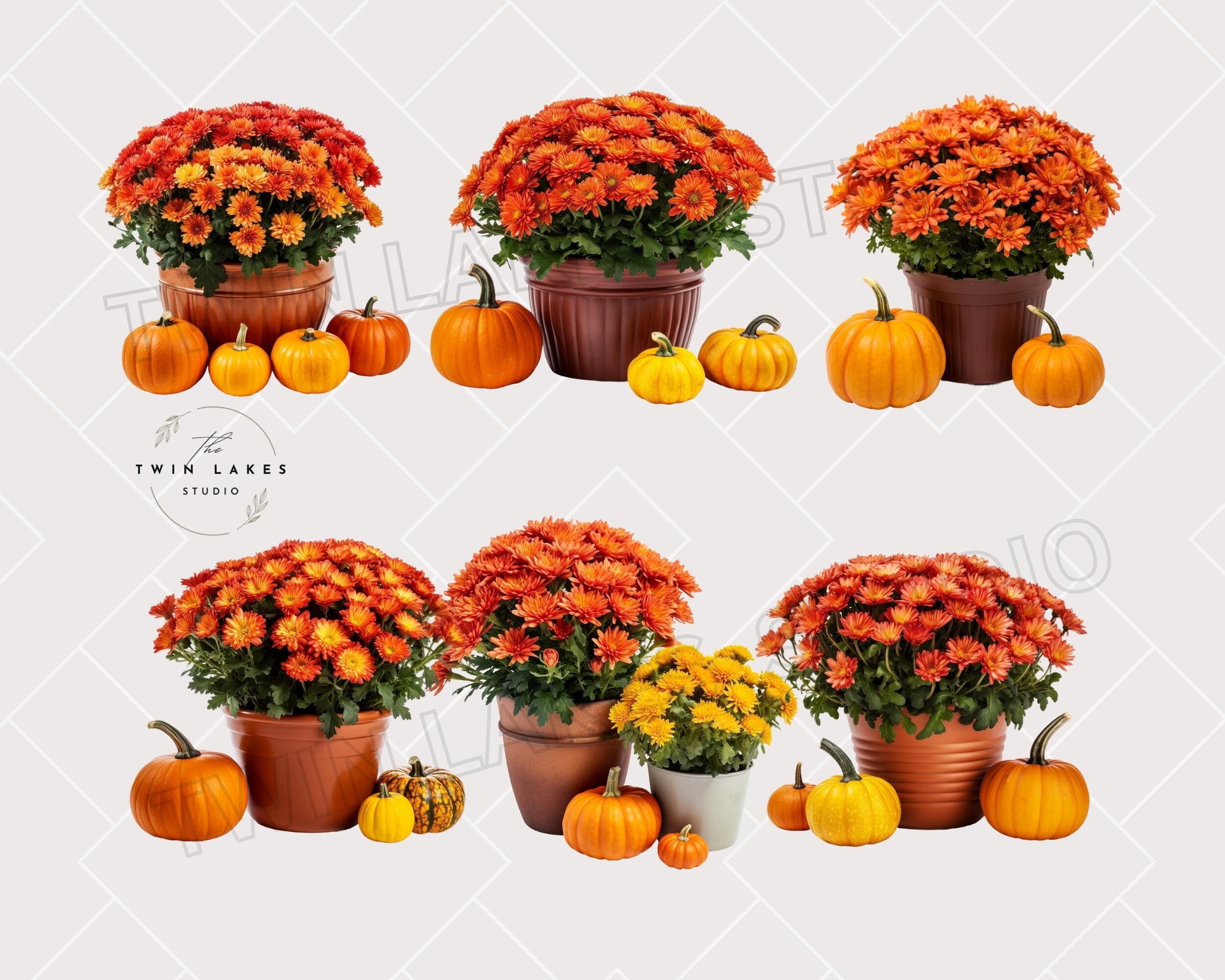 Fall Mums Clipart, Gourds, Thanksgiving Flowers, Commercial Use ...