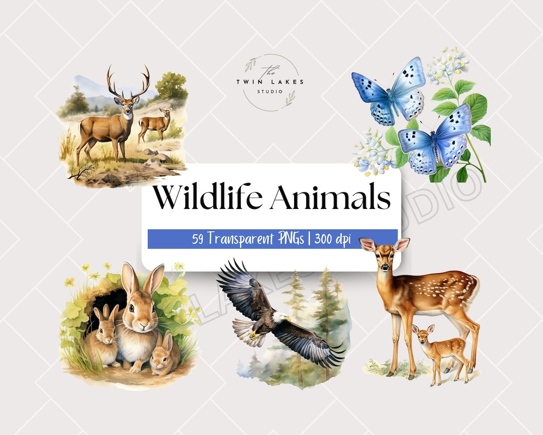Wildlife Animals Clipart Set | Animals in Nature | Woodland Animals ...