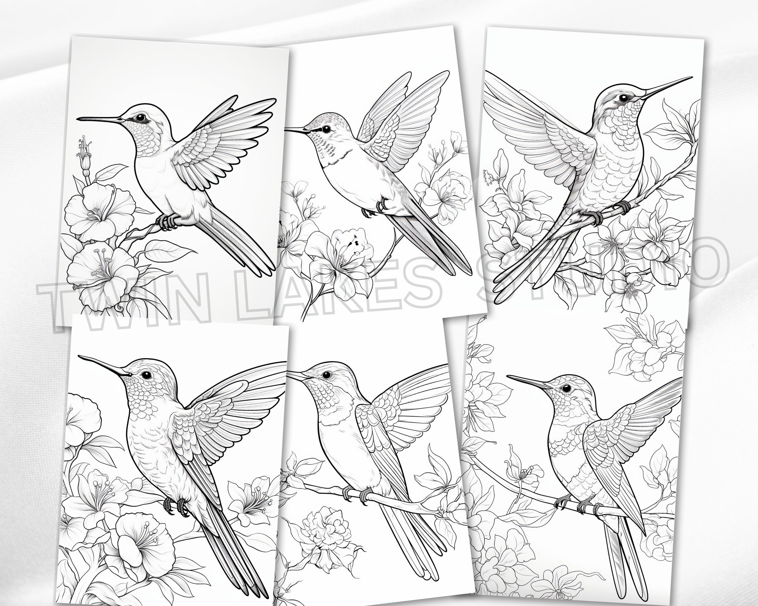 Hummingbird Coloring Book Pages With Flowers for Adults and Seniors ...