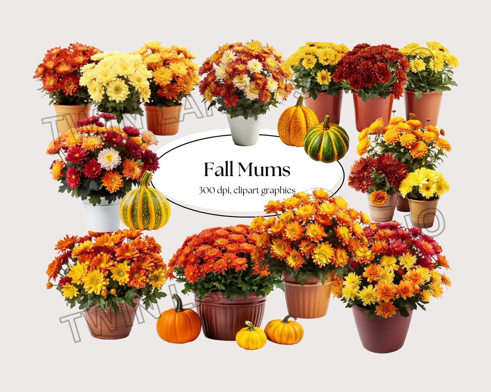 Fall Mums Clipart, Gourds, Thanksgiving Flowers, Commercial Use ...