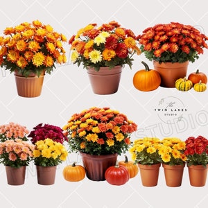 Fall Mums Clipart, Gourds, Thanksgiving Flowers, Commercial Use ...