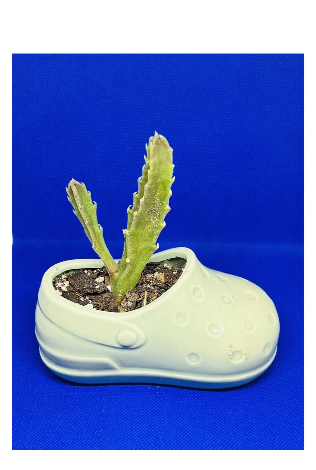Croc Planter/ Easy to Care For/ Succulent Cacti or - Etsy
