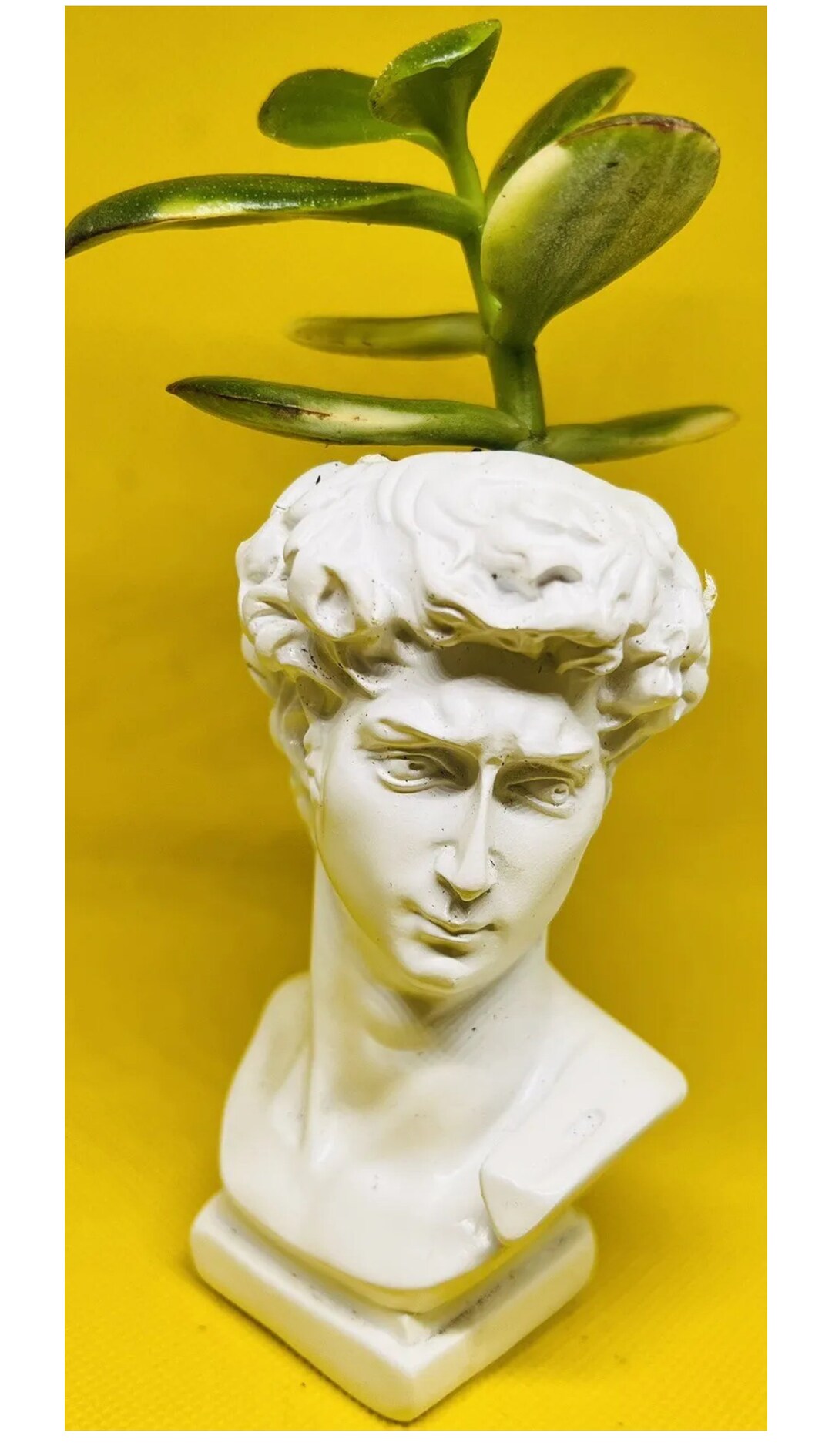 David Planter/succulents, Cacti or Houseplants - Etsy