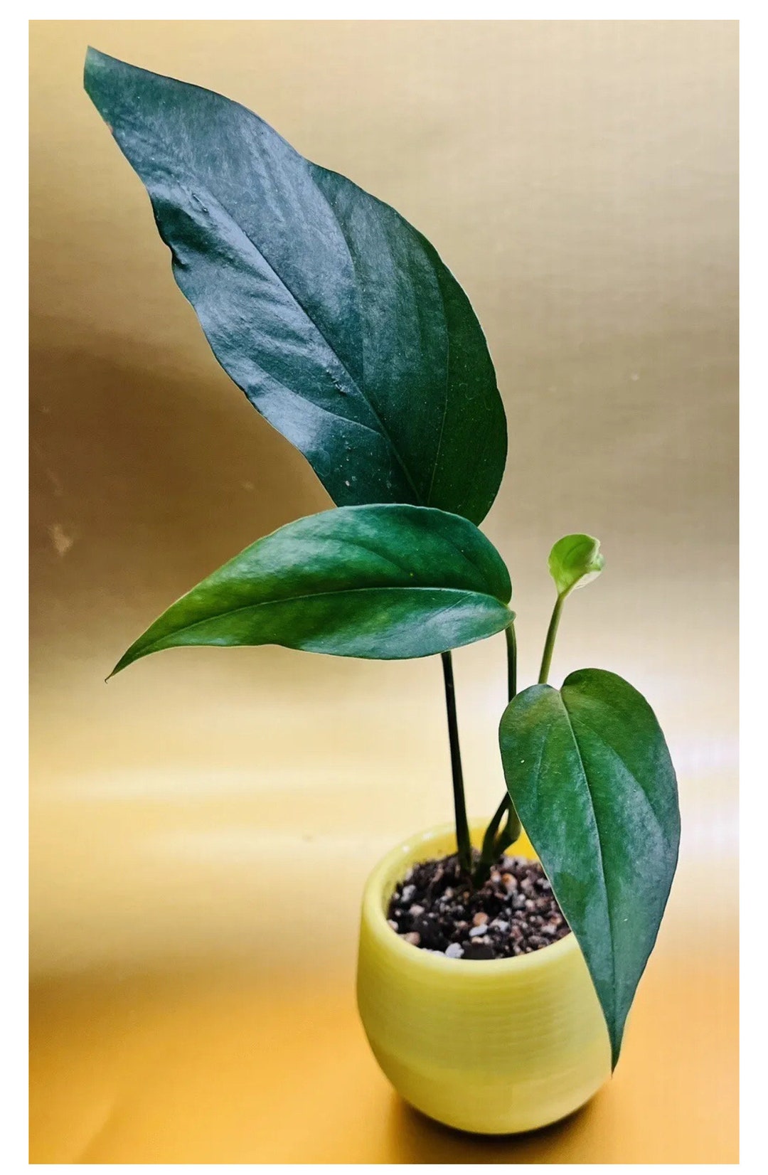 Baltic Blue Pothos/rooted/growing Pot/plants/gifts - Etsy