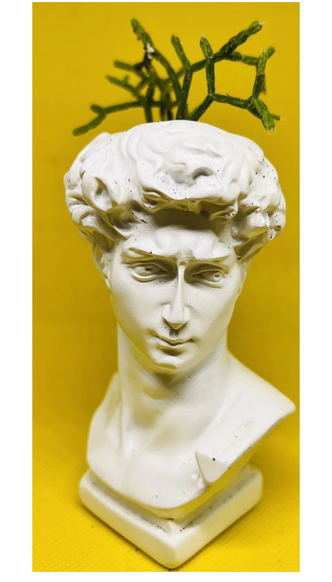 David Planter/succulents, Cacti or Houseplants - Etsy